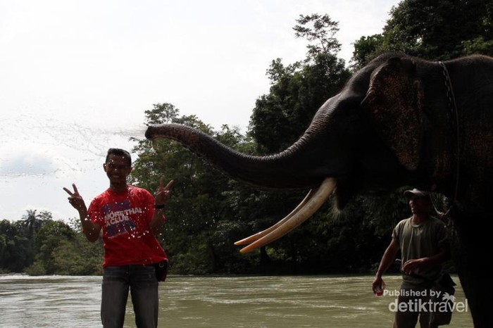 Tempat Memandikan Gajah di Sumatera Utara