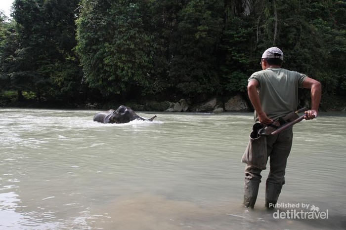 Tempat Memandikan Gajah di Sumatera Utara