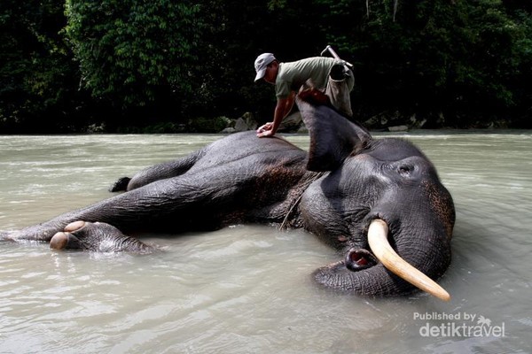 Tempat Memandikan Gajah di Sumatera Utara