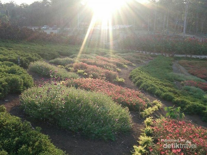 Terpana Merangin Garden yang Penuh Warna
