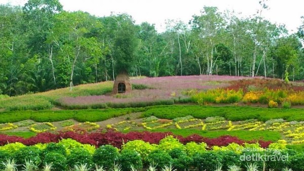 Terpana Merangin Garden yang Penuh Warna
