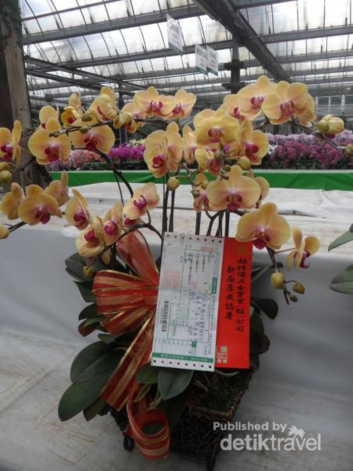 Terpesona Keindahan Anggrek di Taida Horticulture, Taiwan