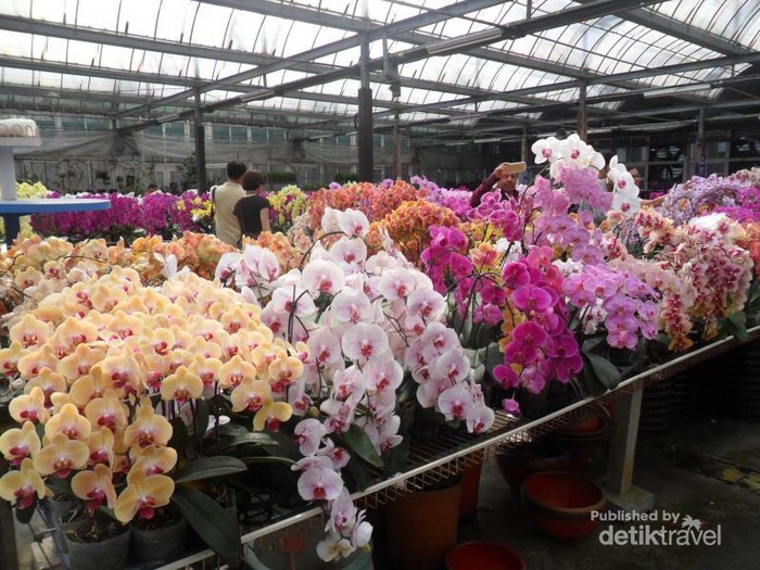 Terpesona Keindahan Anggrek di Taida Horticulture, Taiwan