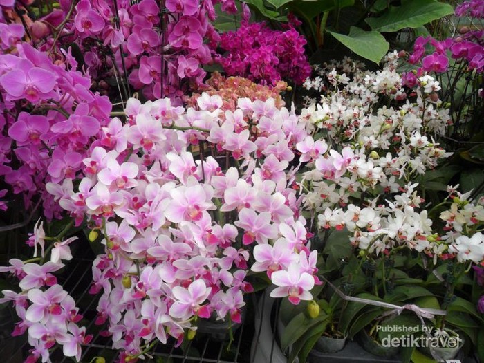 Terpesona Keindahan Anggrek di Taida Horticulture, Taiwan