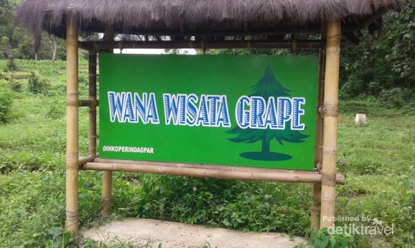 Traveling Bareng Keluarga ke Maduin, Datangi Wana Wisata Grape