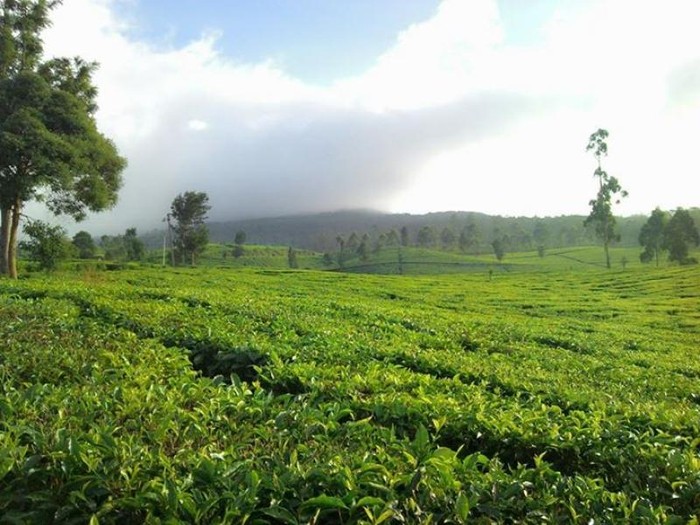 Udara Sejuk & Pemandangan Cantik di Lembang Bikin Kangen