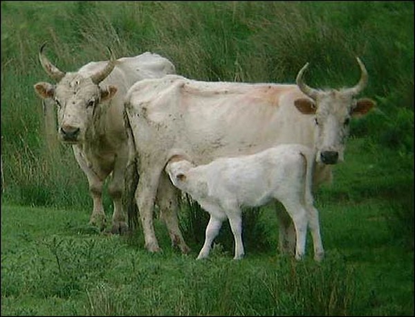 Wah! Ada Desa Untuk Sapi Putih di Bali
