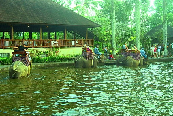 Wah! Ada Desa Untuk Sapi Putih di Bali