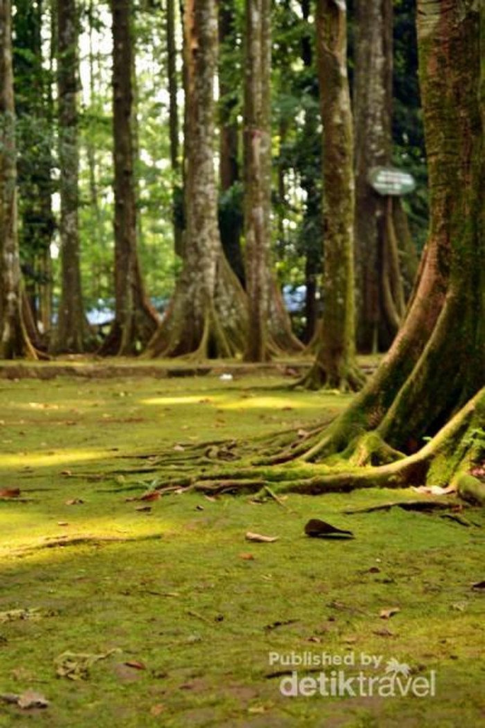 Weekend Segar Jalan-jalan ke Situ Gede Bogor