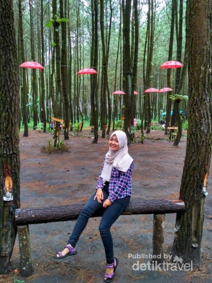 Wisata Hutan Pinus Semeru di Malang yang Kekinian