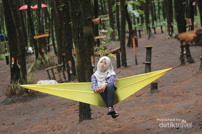 Wisata Hutan Pinus Semeru di Malang yang Kekinian