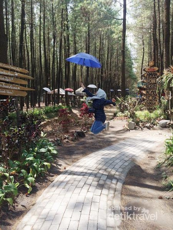 Wisata Hutan Pinus Semeru di Malang yang Kekinian