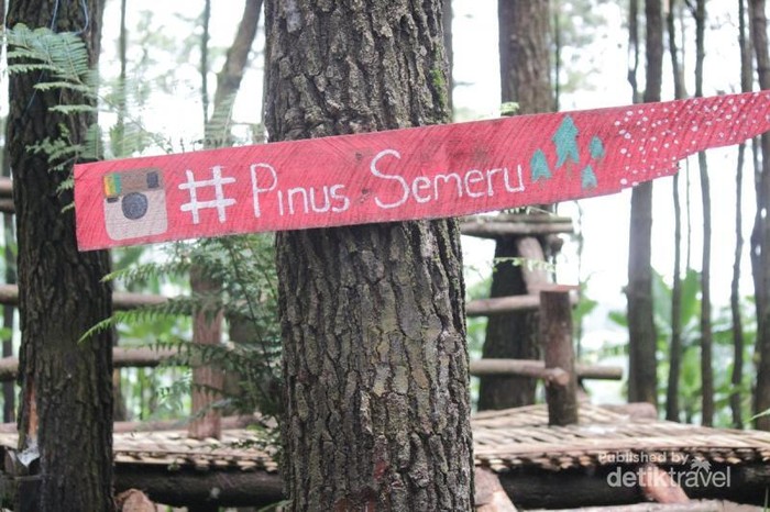 Wisata Hutan Pinus Semeru di Malang yang Kekinian
