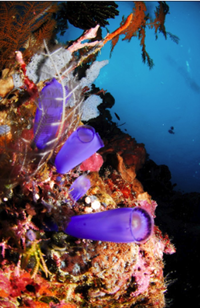 Wow! Pangeran William Pernah Diving di Maratua