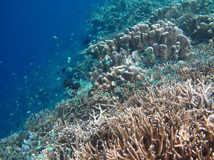 Wow! Pangeran William Pernah Diving di Maratua