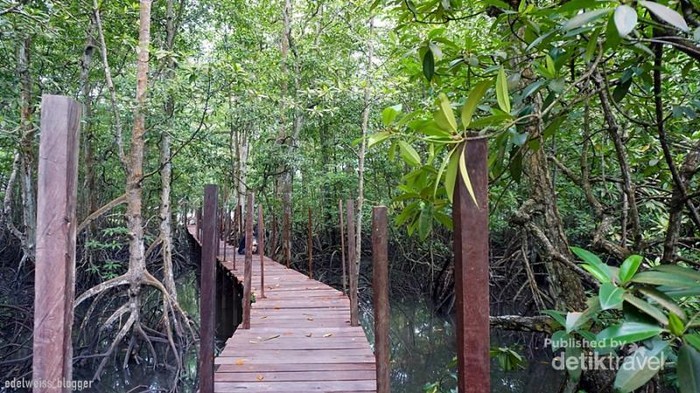 Yang Hijau-hijau di Wisata Mangrove Muara Badak