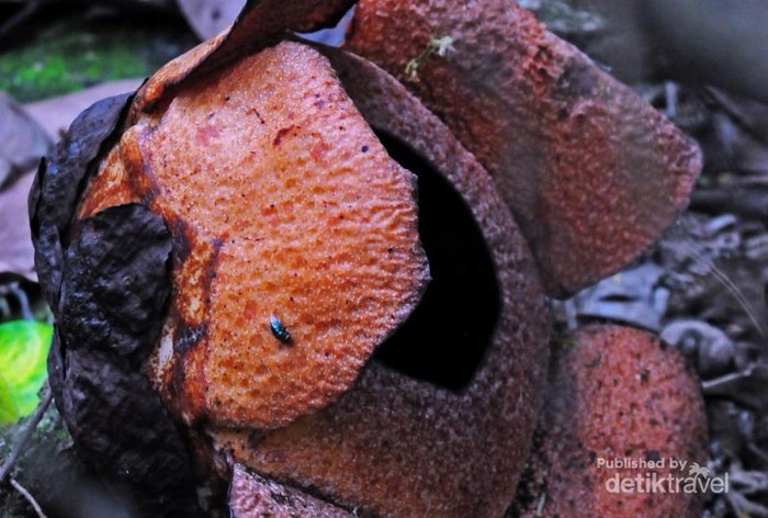 Yuk ke Kebun Raya Bogor, Bunga Rafflesia sedang Mekar