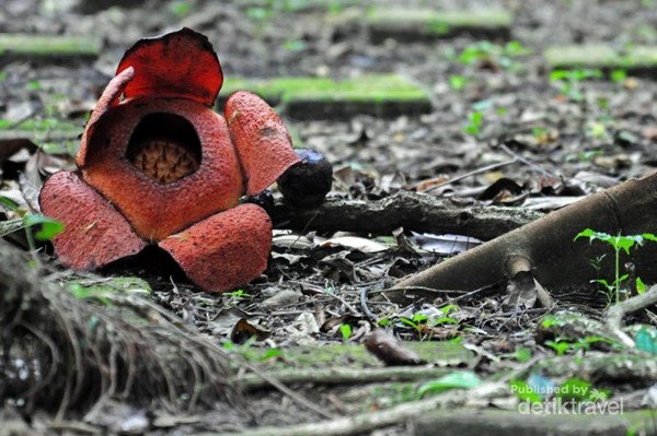 Yuk ke Kebun Raya Bogor, Bunga Rafflesia sedang Mekar