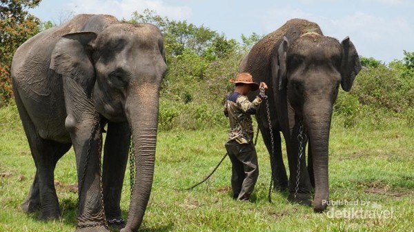 Yuk, Lihat Gajah di Taman Nasional Tertua di Indonesia!