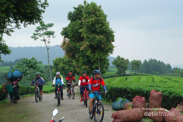 Asyiknya Gowes Sepeda di Kebun Teh Cianten, Bogor