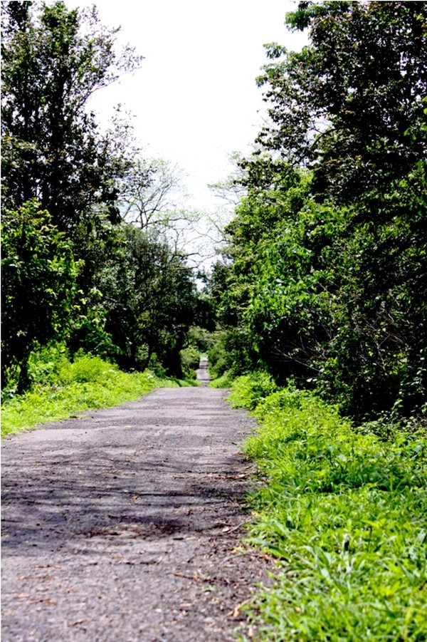 Baluran, Africa Van Java