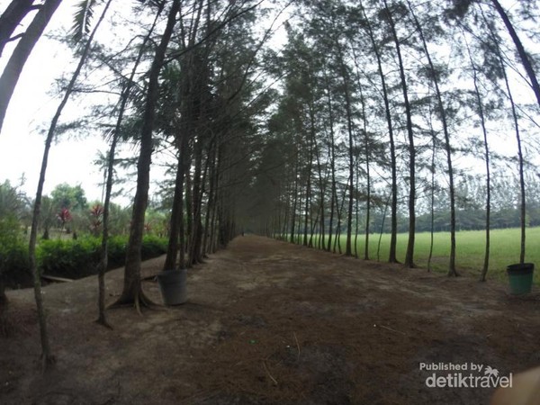 Bangka Botanical Garden, Oase di Pulau Bangka