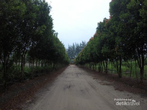Bangka Botanical Garden, Oase di Pulau Bangka