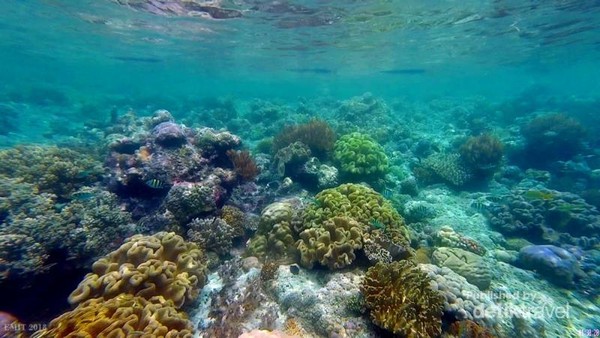 Bawah Laut Halmahera Selatan, Mantap Jiwa!