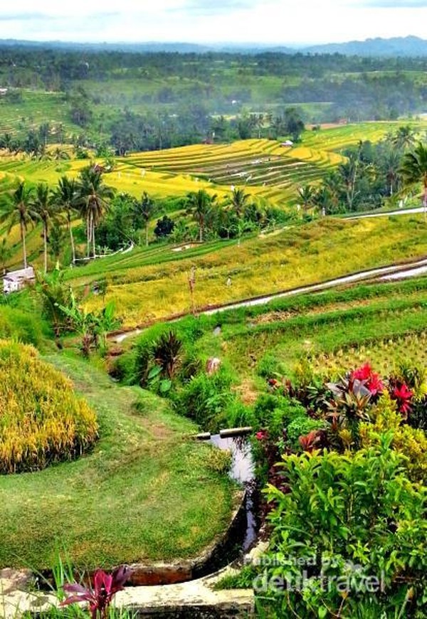 Begini Cantiknya Sawah Khas Bali di Tabanan