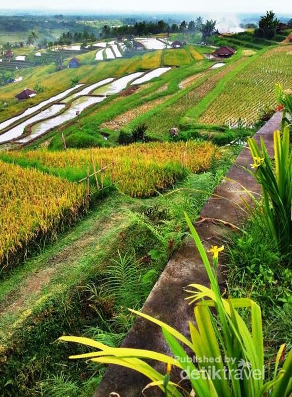 Begini Cantiknya Sawah Khas Bali di Tabanan