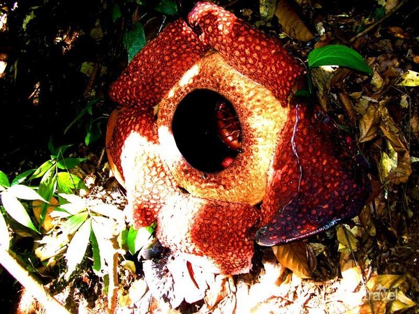 Beruntung Melihat Bunga Raflesia Sedang Mekar di Bengkulu