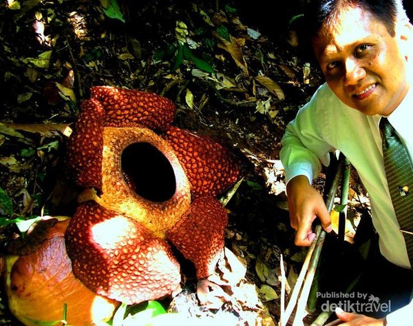 Beruntung Melihat Bunga Raflesia Sedang Mekar di Bengkulu