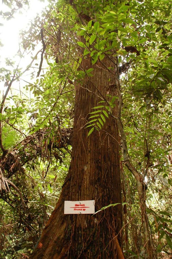 Cagar Biosfer Giam Siak Kecil, Bukit Batu, Riau