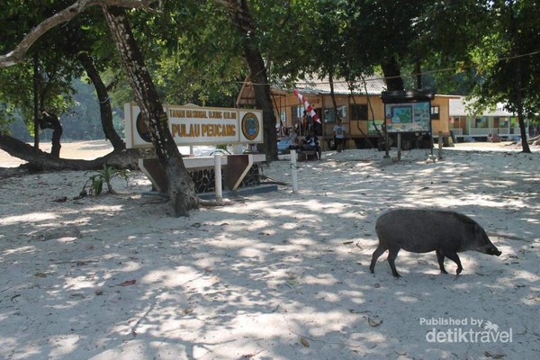 Cantiknya Pulau Peucang di Taman Nasional Ujung Kulon