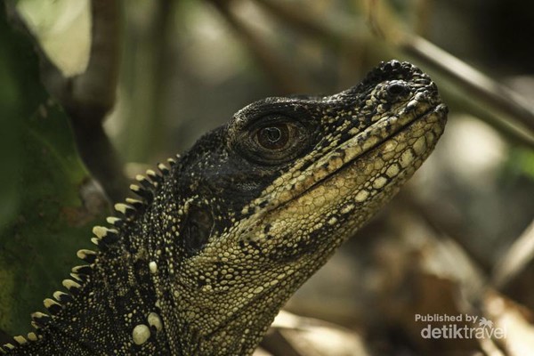 Dinosaurus Mini dari Maros yang Bernasib Malang