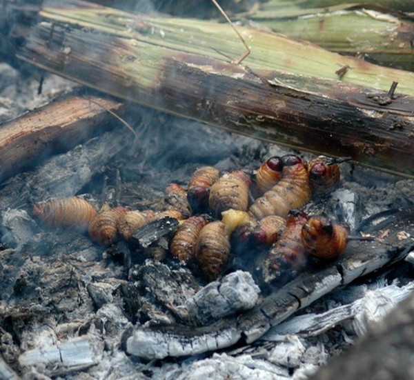 Festival Kamoro, Dari Tari Semut Sampai Ulat Sagu