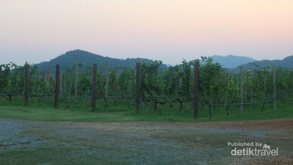 Foto: Lagi Ngehits di Pattaya, Wisata Perkebunan Anggur