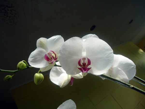 Griya Anggrek, Rumah Tanaman Paling Cantik di Kebun Raya Bogor