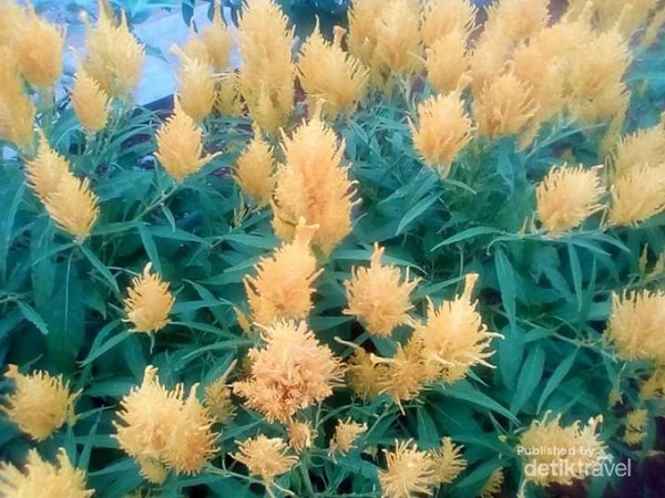 Indahnya Taman Bunga di Wisata Seribu Batu Songgo Langit