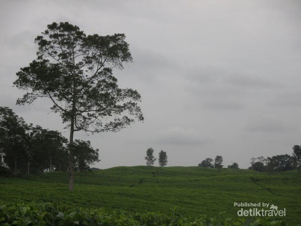 Ini Dia Kebun Teh yang Cantik di Sumut