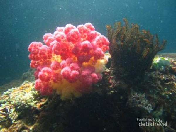 Kaimana, Saingan Raja Ampat di Papua Barat