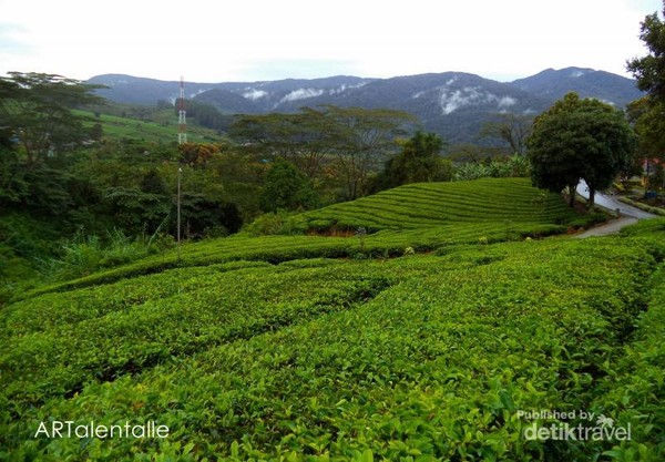 Kebun Teh Kaki Gunung Talang, Ini Puncak-nya Sumbar