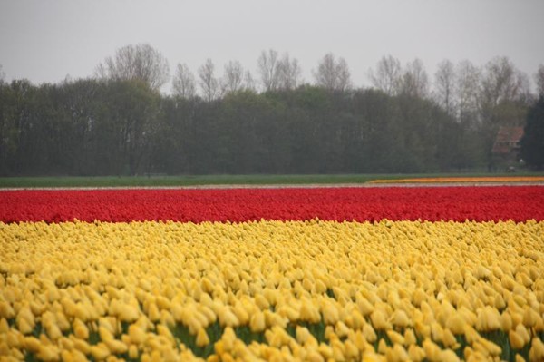 Keukenhof, 'Karpet Tulip' Warna-warni nan Cantik di Belanda