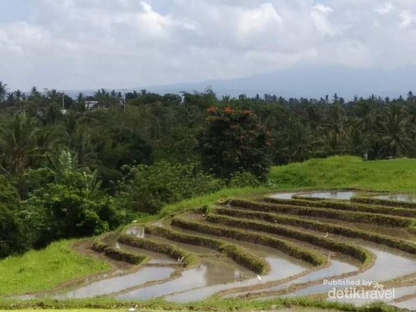 Kuliner di Warung Tepi Sawah Pedesaan Tabanan Bali