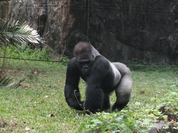 Kumbo, Si Raja Gorila di Ragunan