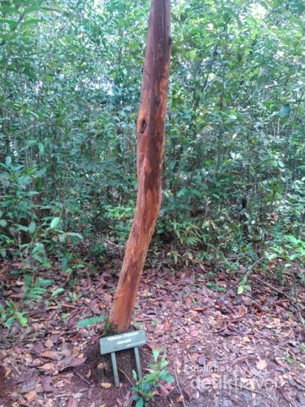 Lebih Dekat Dengan Alam di Hutan Pelawan, Bangka