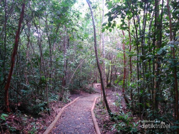 Lebih Dekat Dengan Alam di Hutan Pelawan, Bangka