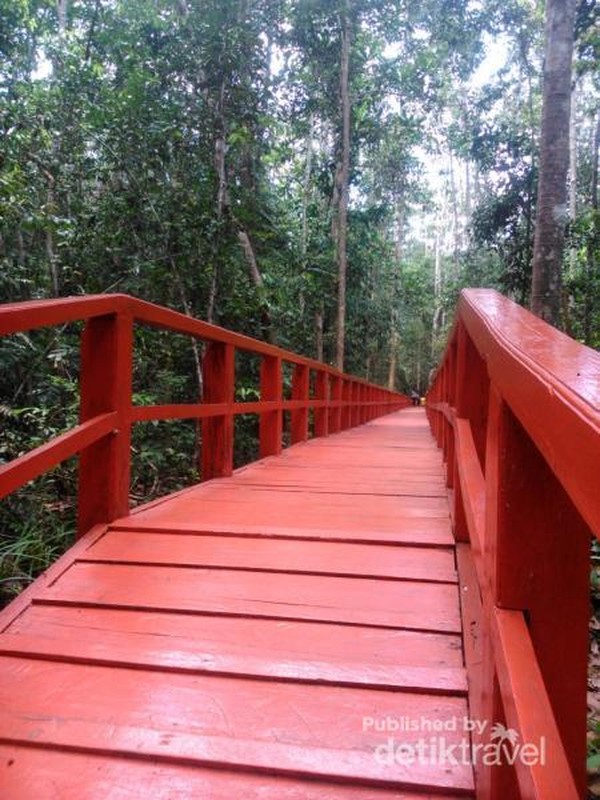 Lebih Dekat Dengan Alam di Hutan Pelawan, Bangka