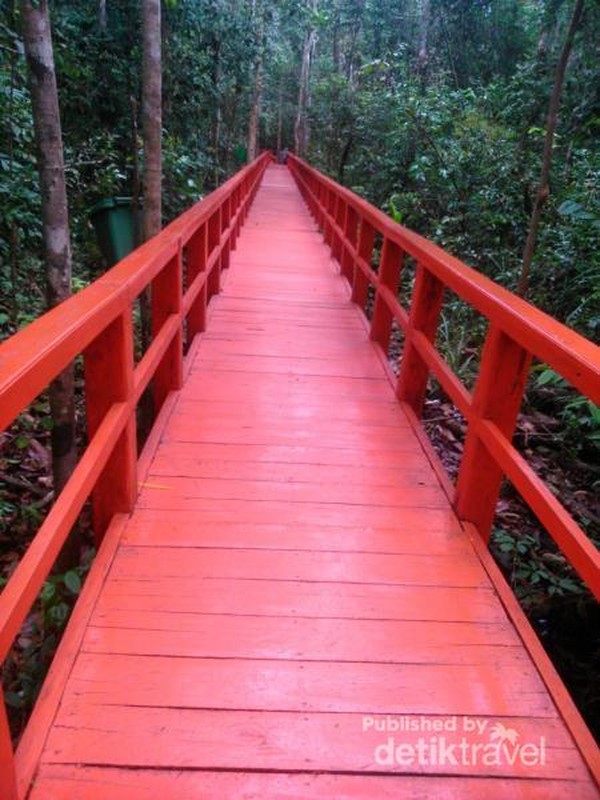 Lebih Dekat Dengan Alam di Hutan Pelawan, Bangka