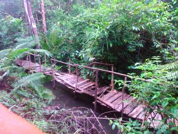Lebih Dekat Dengan Alam di Hutan Pelawan, Bangka